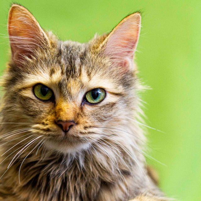 Tree House Humane Society (home page) - Tree House Humane Society